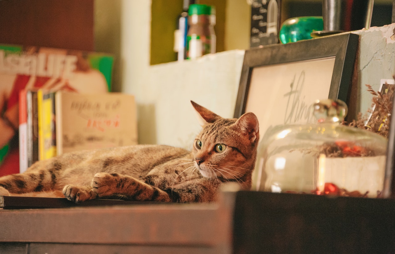 Can You Register Your Cat As An Emotional Support Animal ESA 