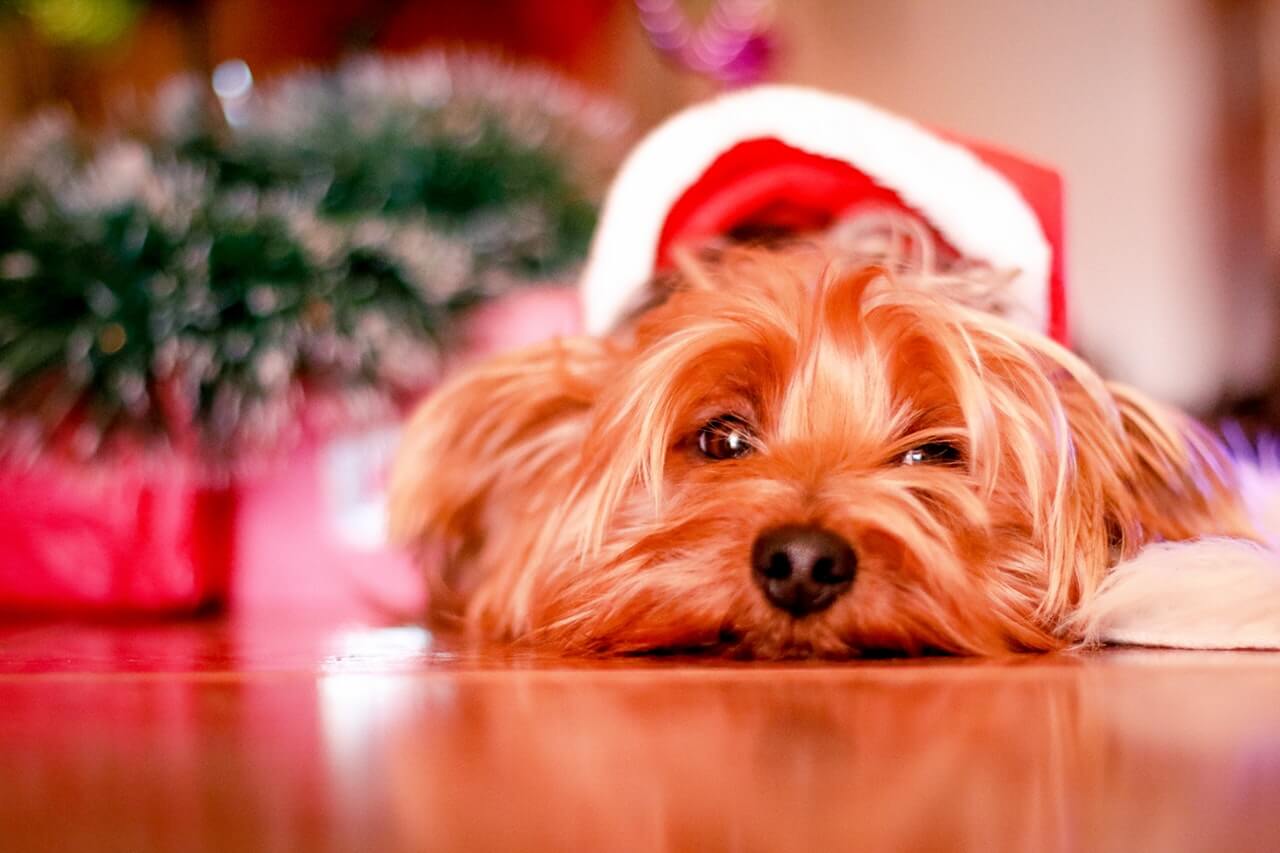 Seven Common Types Of Service Dogs And The Services They Provide