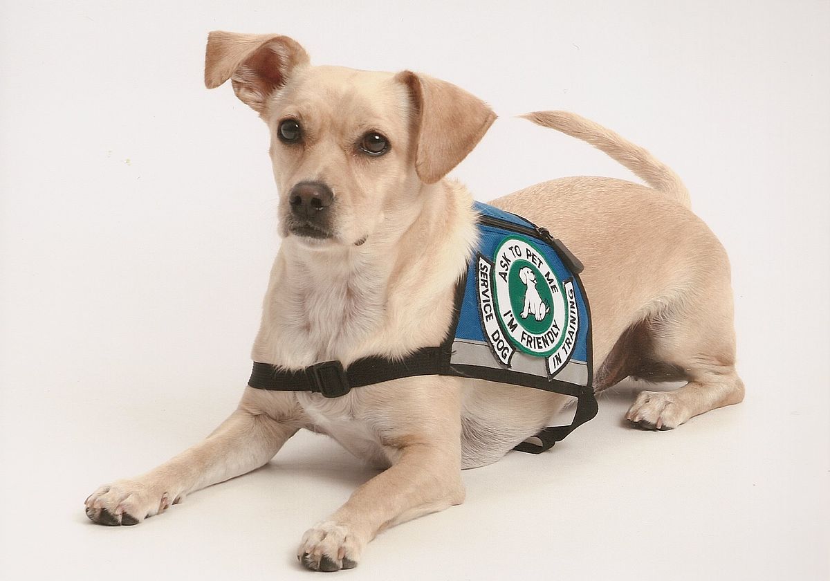 How To Make Your Dog A Service Dog In Alberta Canada