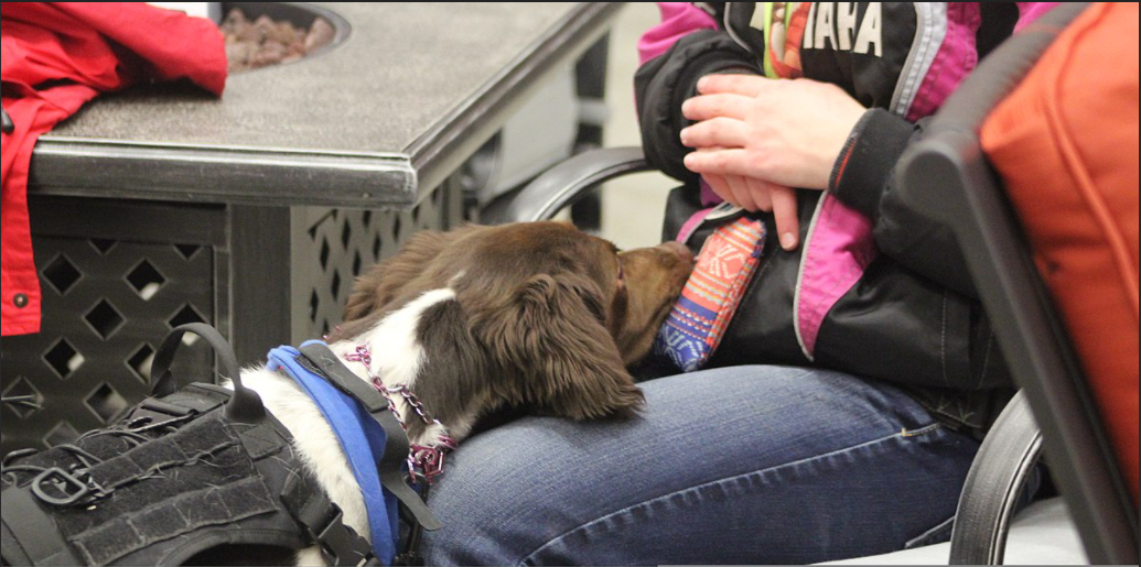 Psychiatric Service Dogs PSD Tasks